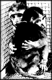 SHAC (против Huntingdon Life Sciences и AstraZeneca) | Stop Huntingdon ...